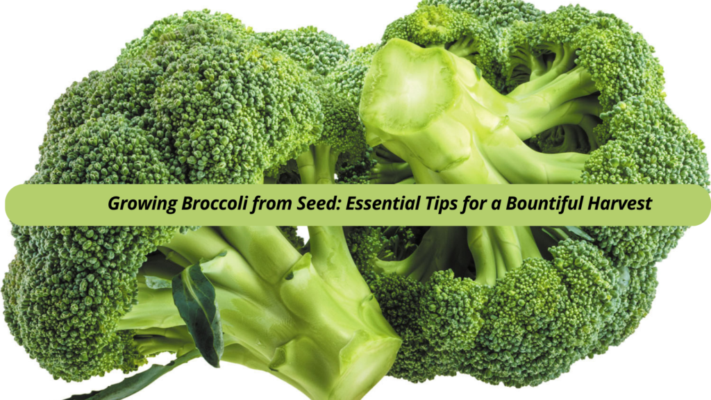 Growing Broccoli from Seed: Essential Tips for a Bountiful Harvest