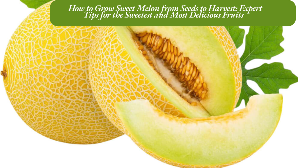 How to Grow Sweet Melon from Seeds to Harvest: Expert Tips for the ...