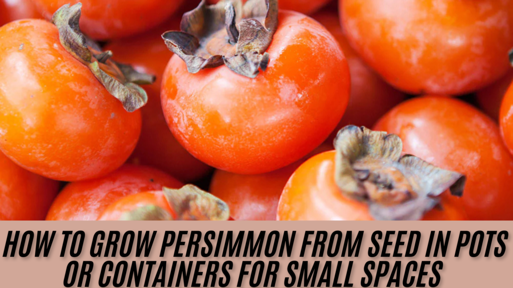 How to Grow Persimmon from Seed in Pots or Containers for Small Spaces