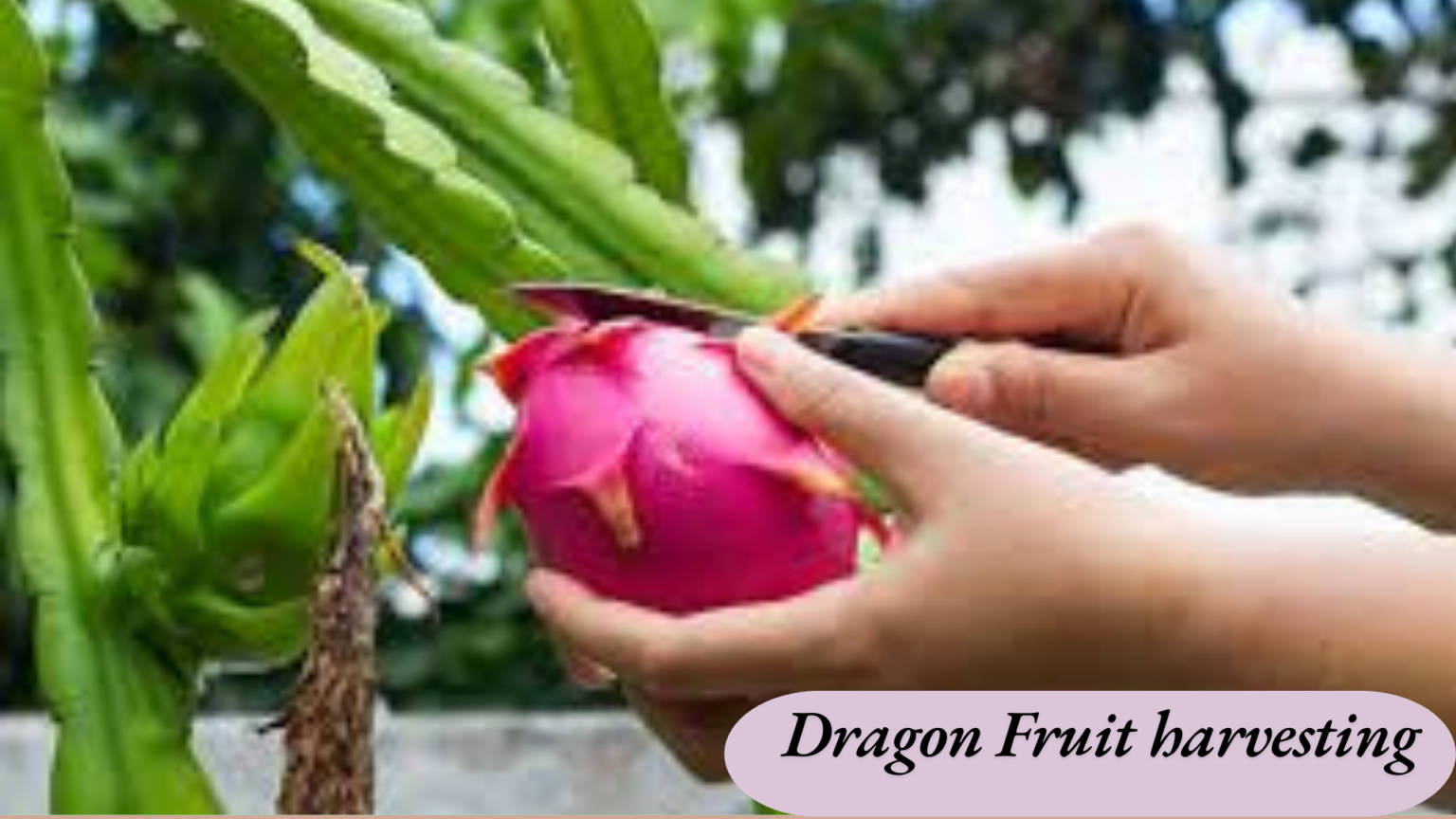 How Long Does Dragon Fruit Take to Grow: A Complete Guide