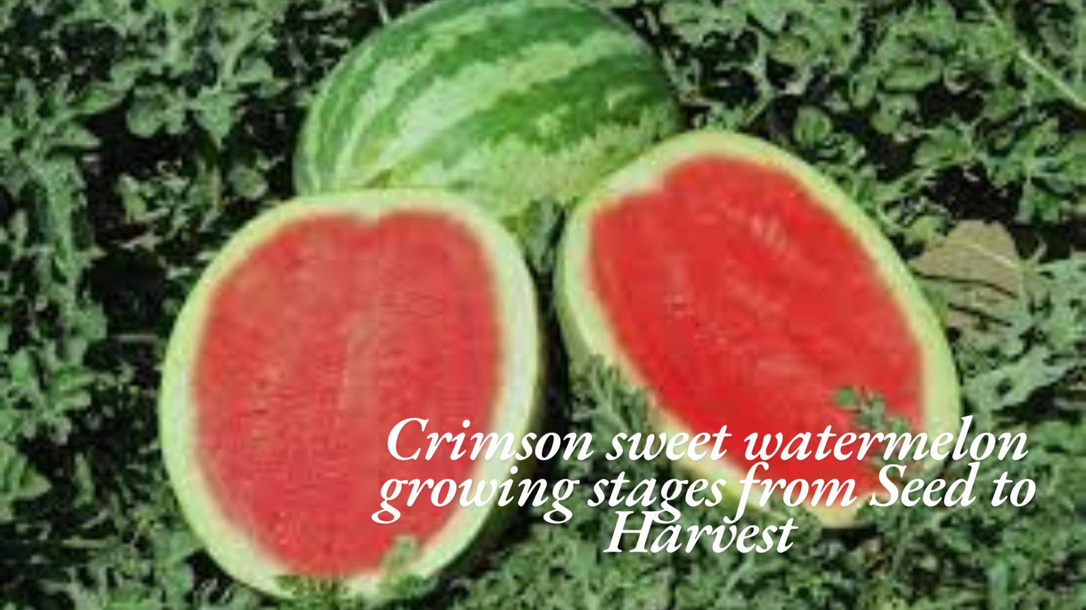 Crimson sweet watermelon growing stages from Seed to Harvest ...
