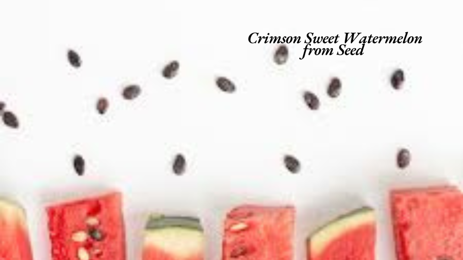 Crimson sweet watermelon growing stages from Seed to Harvest - babagardening.com