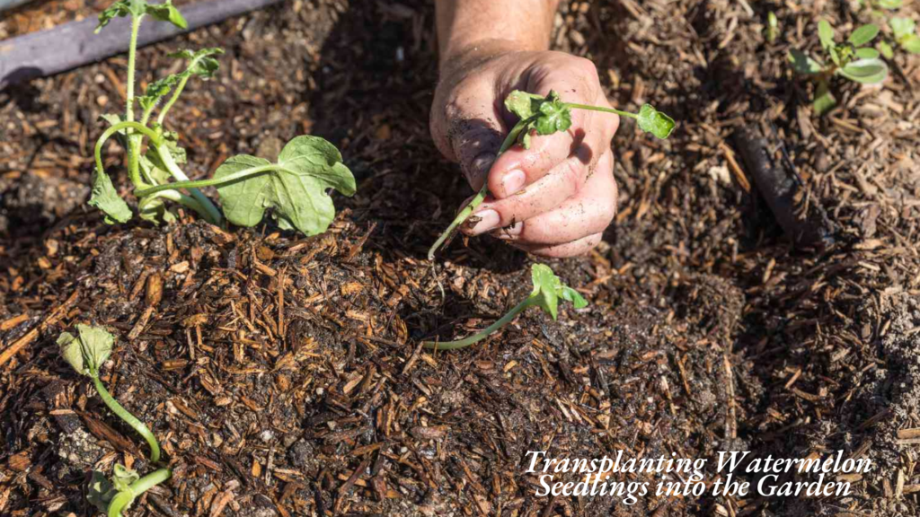 Crimson sweet watermelon growing stages from Seed to Harvest