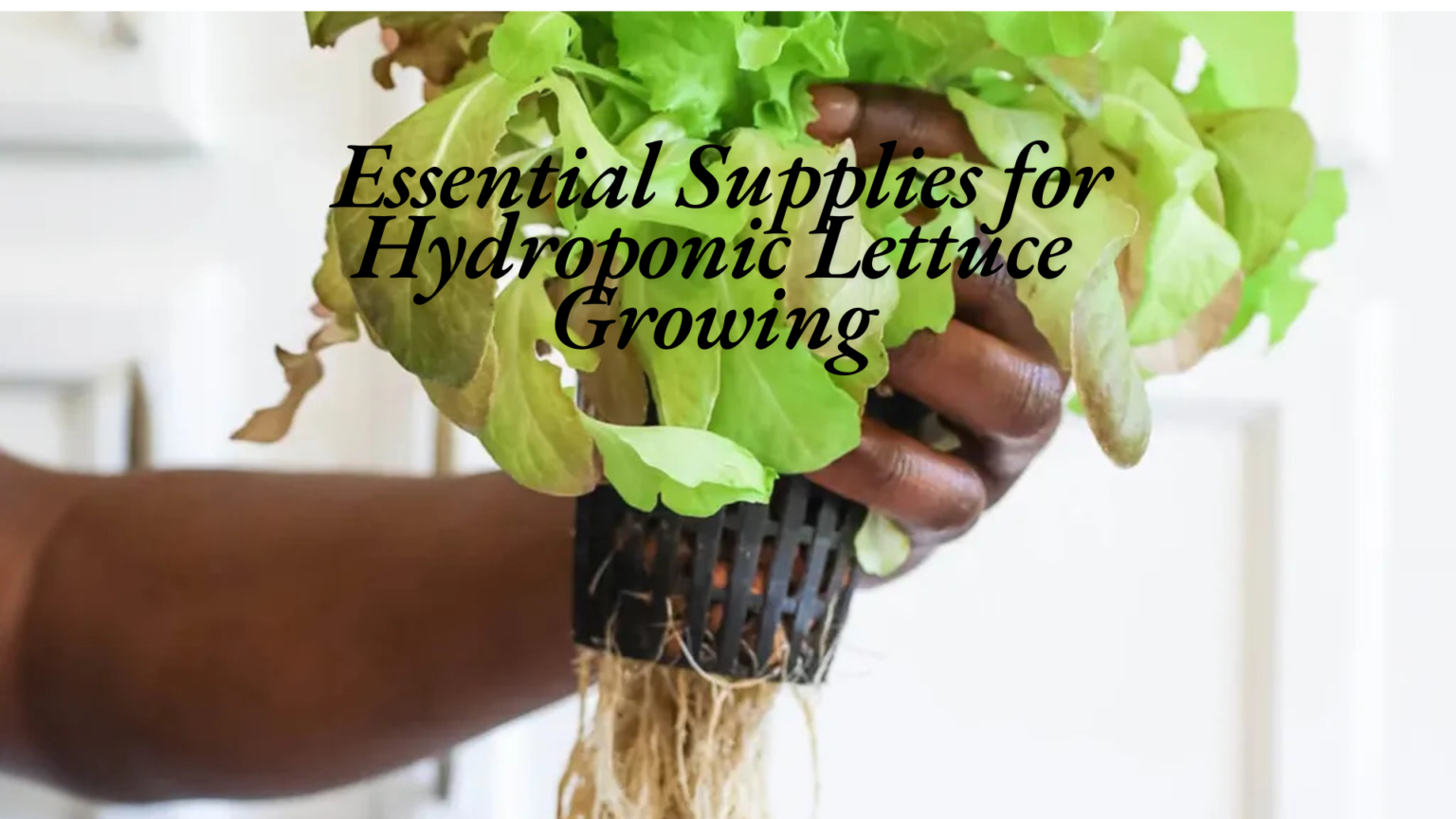 Growing lettuce in water : A Complete Guide to Soil-Free Hydroponic ...