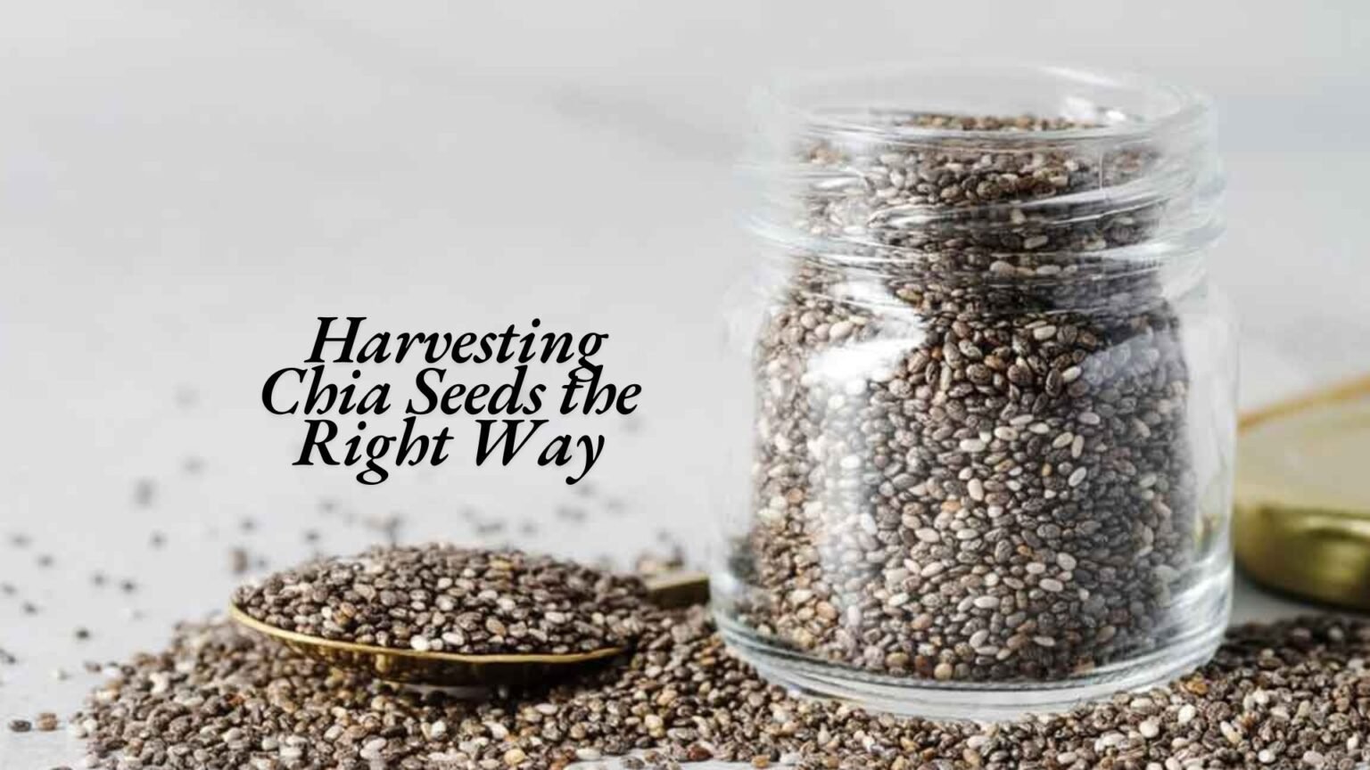 Growing Chia from Seeds: Easy Steps for Beginners