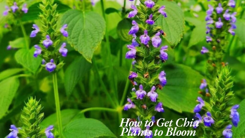 Growing Chia from Seeds: Easy Steps for Beginners
