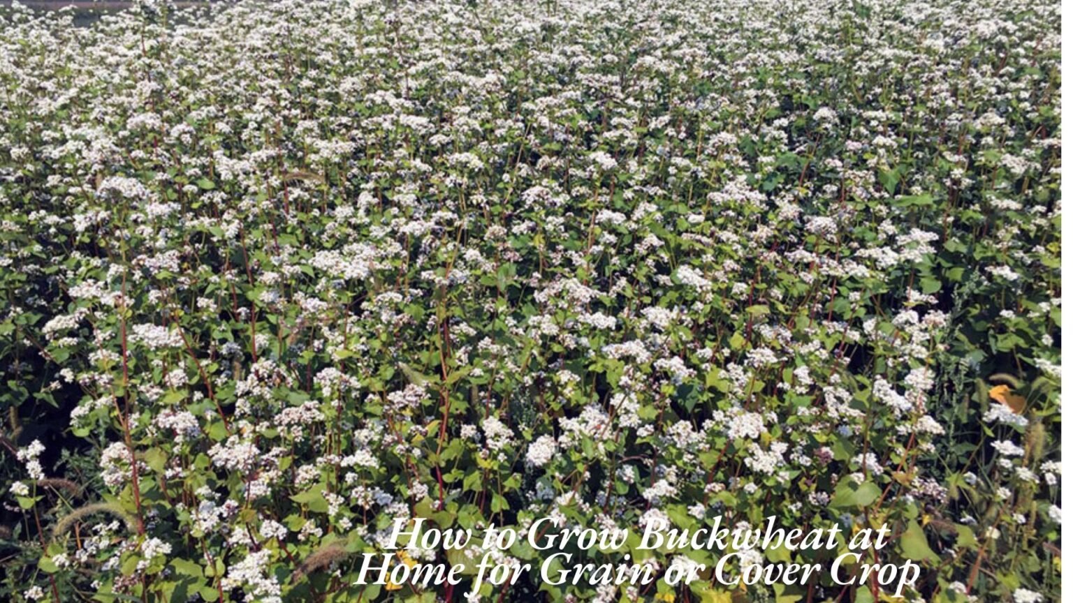 How to Grow Buckwheat at Home for Grain or Cover Crop