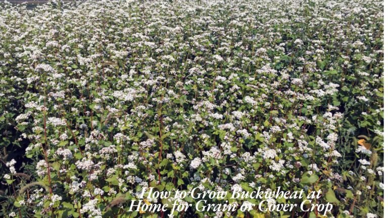 How to Grow Buckwheat at Home for Grain or Cover Crop
