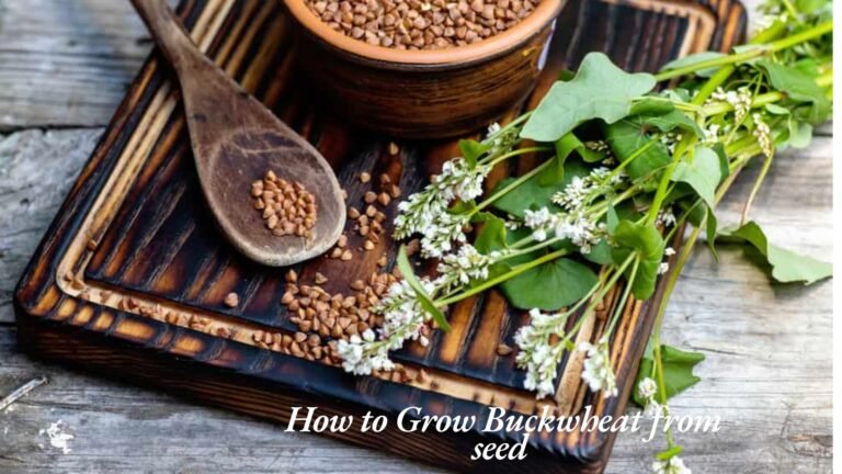 How to Grow Buckwheat at Home for Grain or Cover Crop