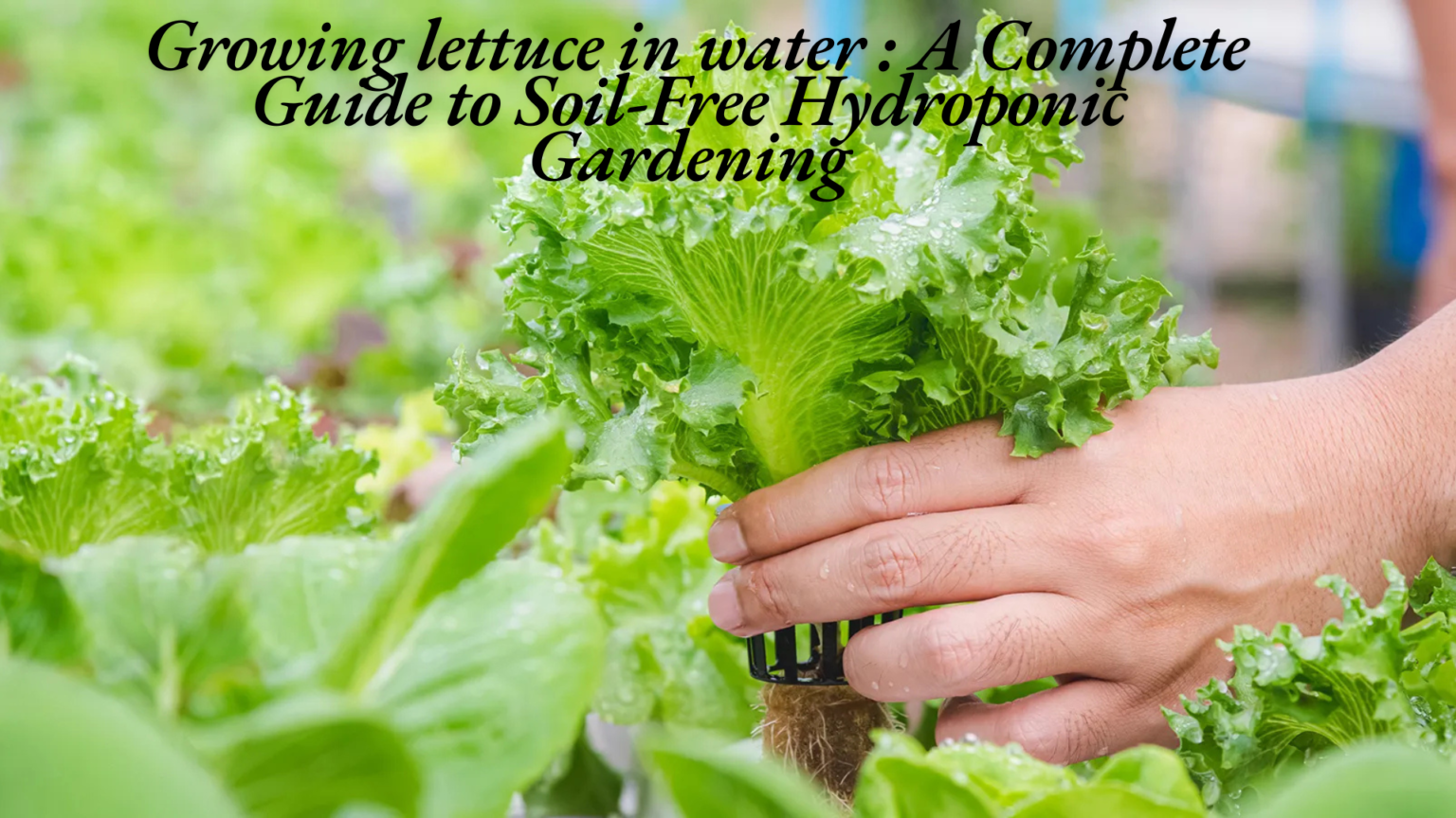 Growing lettuce in water : A Complete Guide to Soil-Free Hydroponic ...