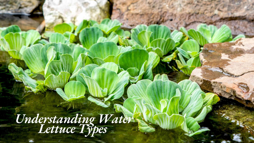 Growing lettuce in water : A Complete Guide to Soil-Free Hydroponic ...