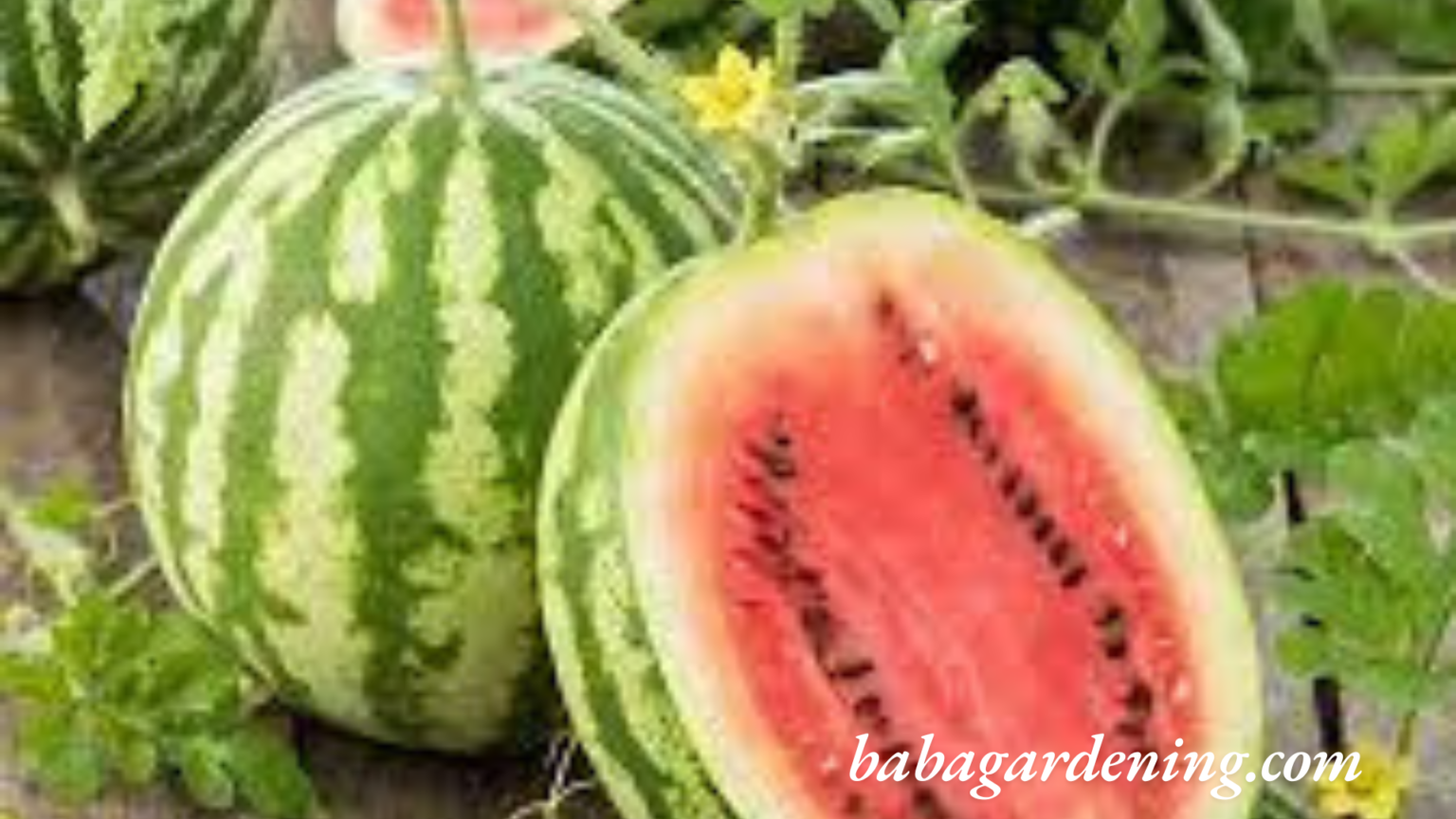 Crimson sweet watermelon growing stages from Seed to Harvest ...