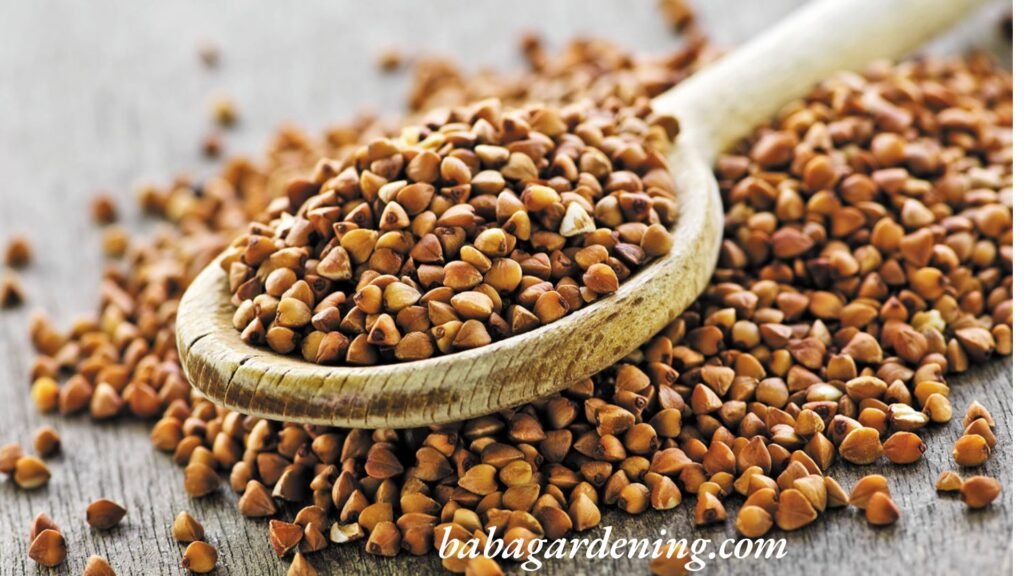 How to Grow Buckwheat at Home for Grain or Cover Crop