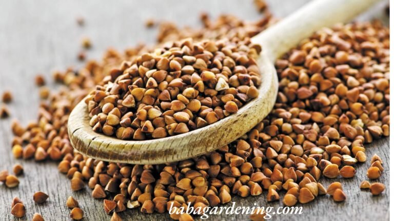 How to Grow Buckwheat at Home for Grain or Cover Crop