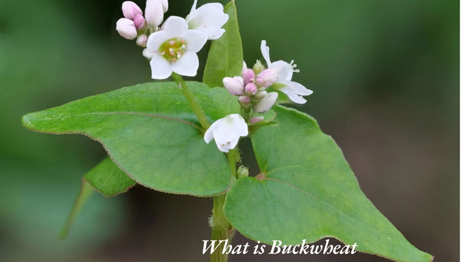 How to Grow Buckwheat at Home for Grain or Cover Crop
