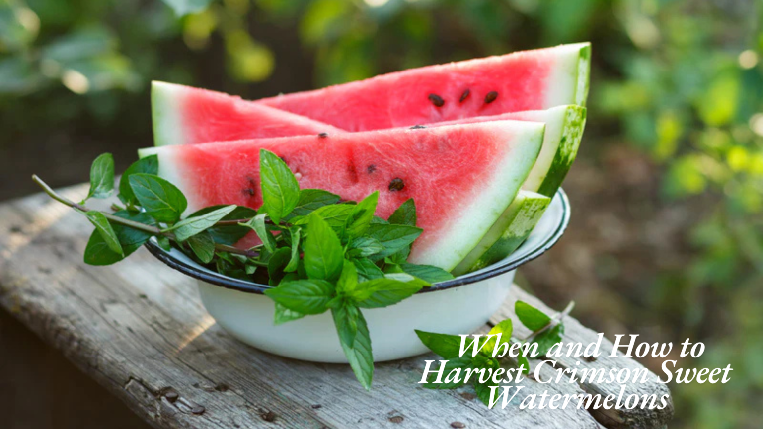 Crimson sweet watermelon growing stages from Seed to Harvest