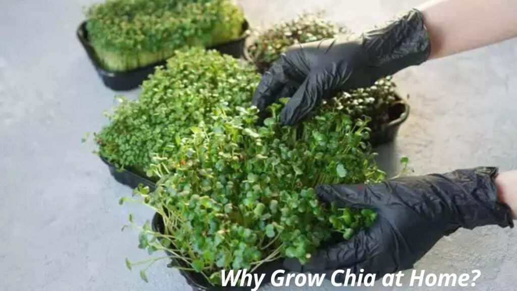 Growing Chia from Seeds: Easy Steps for Beginners