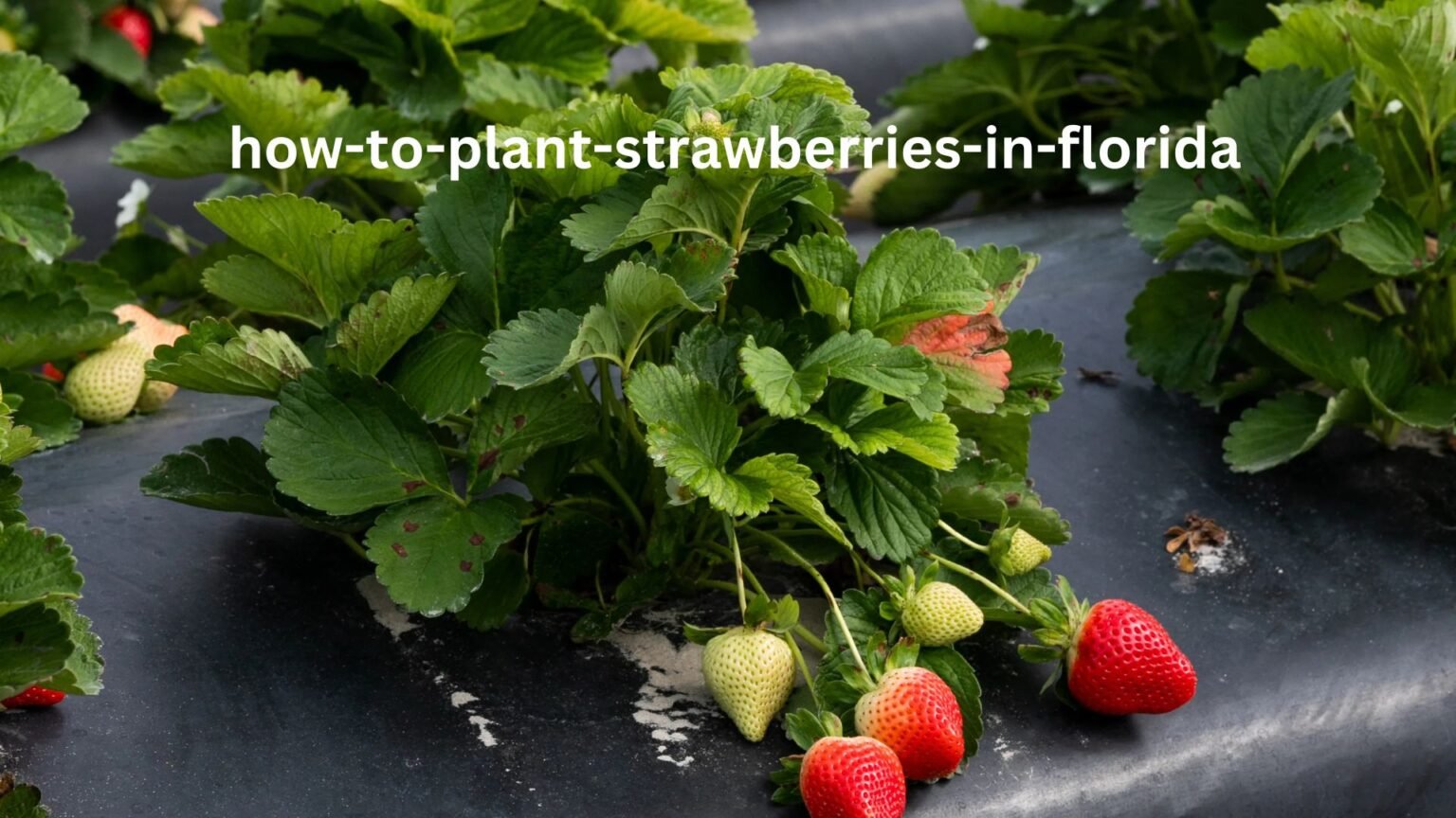 How to Grow Strawberries in Florida: The Complete Seasonal Guide ...
