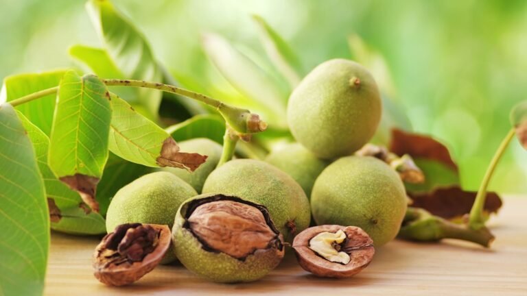 Walnut Tree Varieties Explained: Best Types for Different Climates and ...