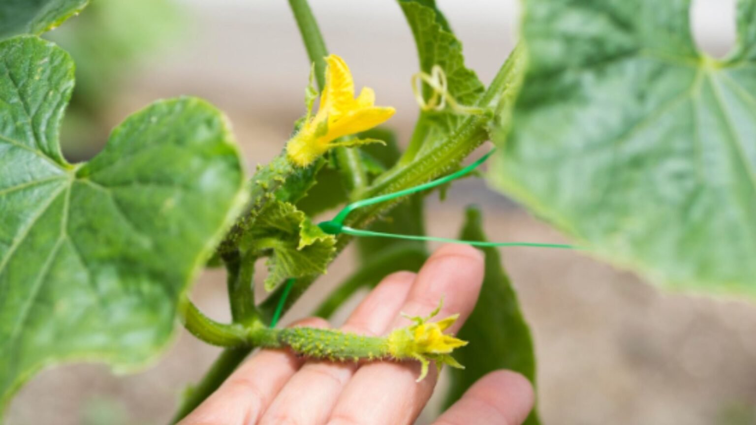 How Long Do Cucumbers Take to Grow? A Complete Guide to Growing Cucumbers
