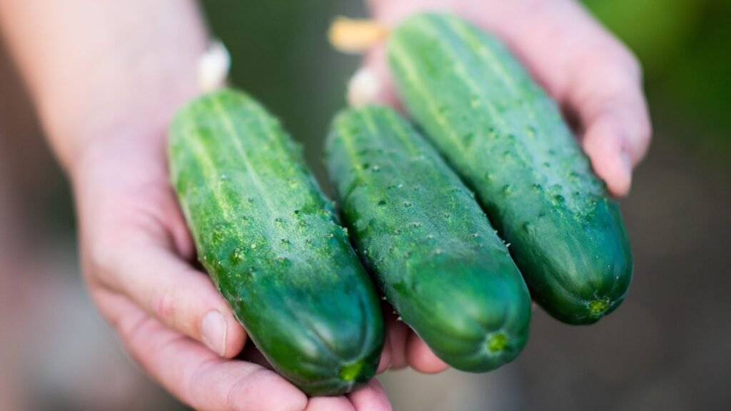 How Long Do Cucumbers Take to Grow? A Complete Guide to Growing Cucumbers
